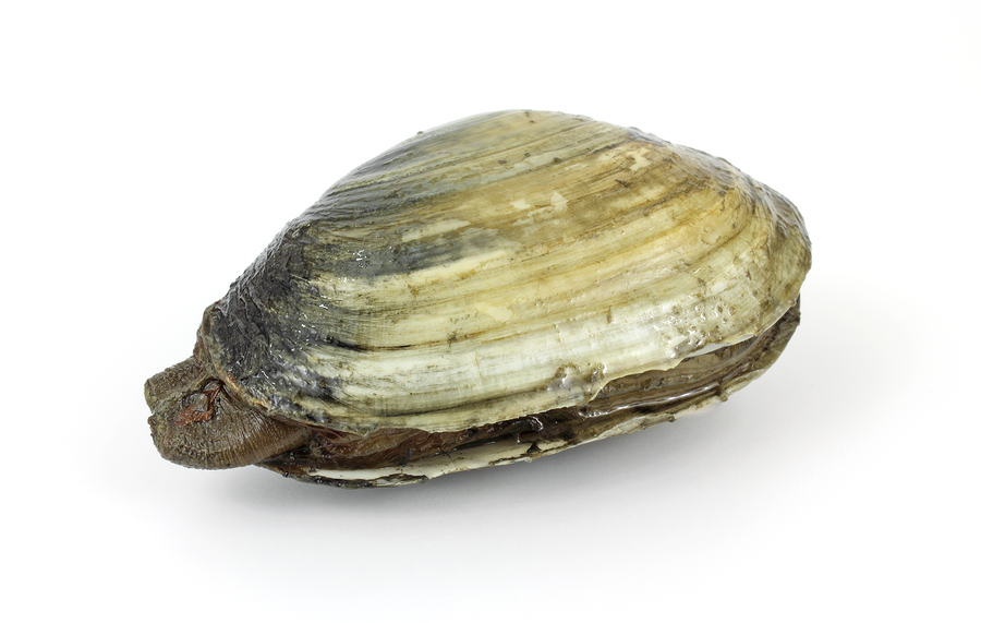 rp_bigstock-Red-Tide-Soft-shell-Clam-9064792.jpg - Wine4Food