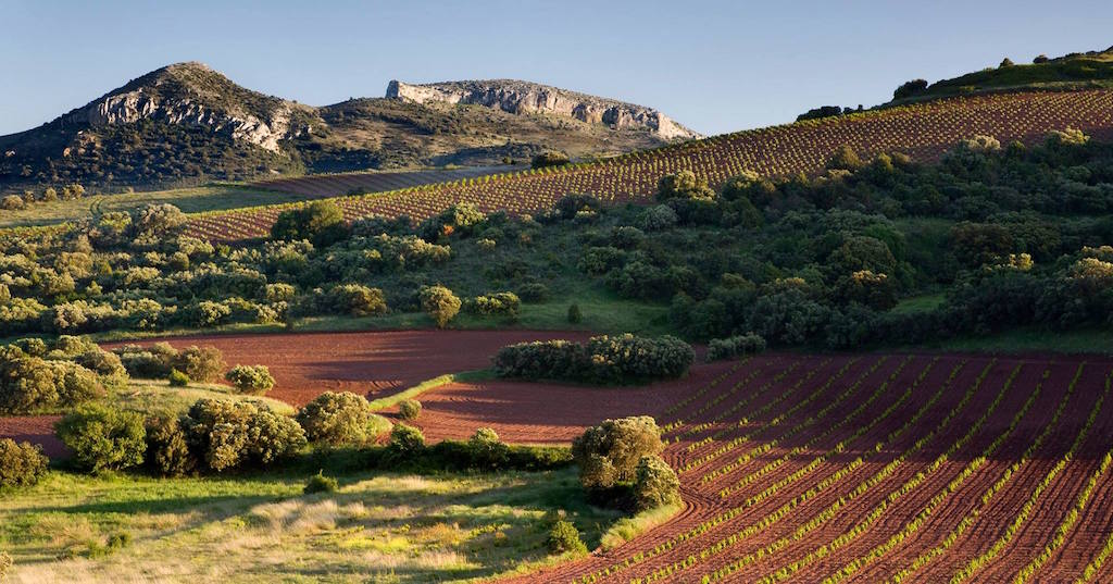 Garnacha, The Perfect Spanish Red for Autumn - Wine4Food