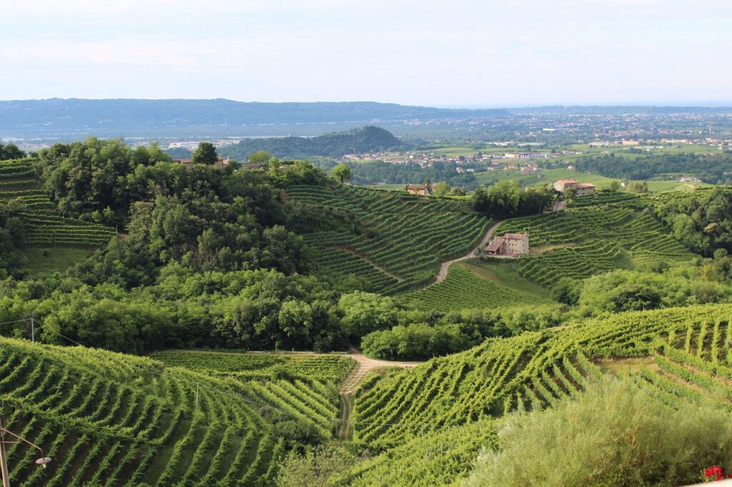 Getting to Know the Wines of the Veneto - Wine4Food