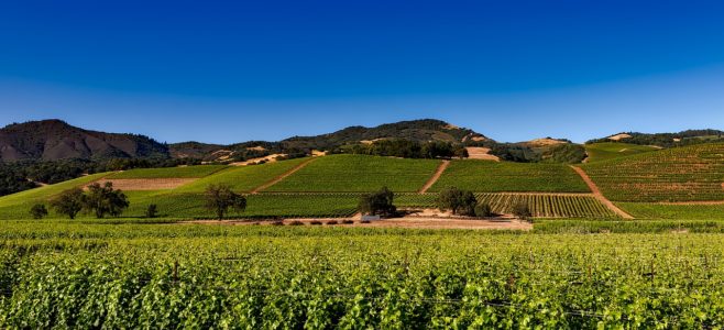 Napa Valley, Off the Beaten Wine Trail - Wine4Food