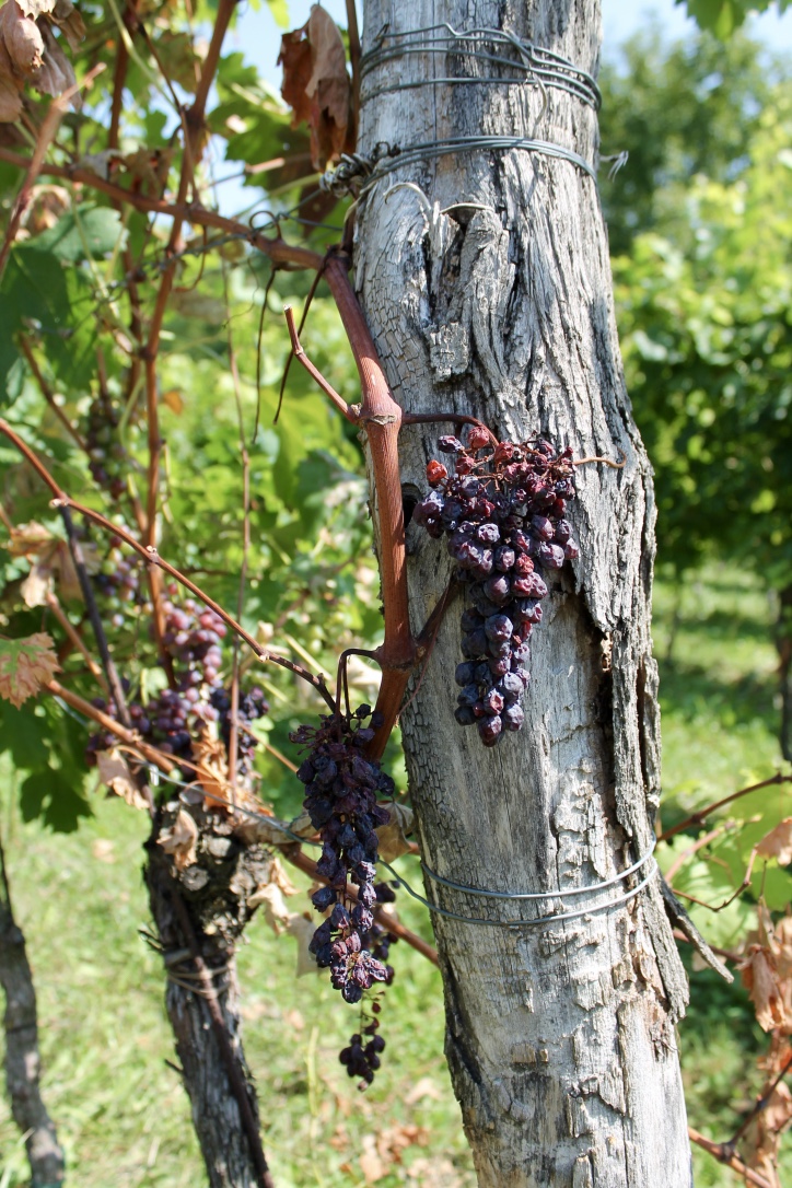 Friuli Venezia-Giulia’s Native Vines Are Ripe for Discovery-Wine4Food