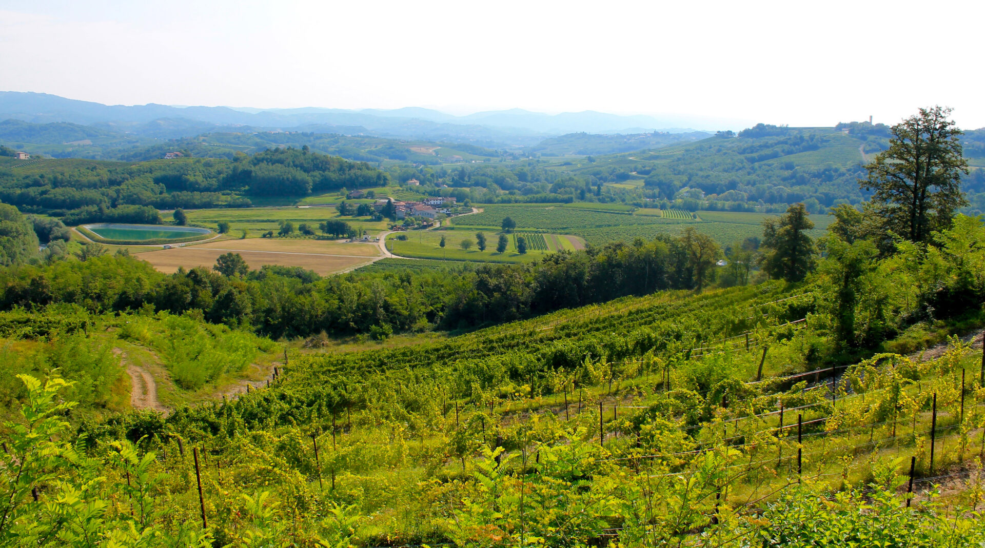 Friuli Venezia-Giulia’s Native Vines Are Ripe for Discovery-Wine4Food