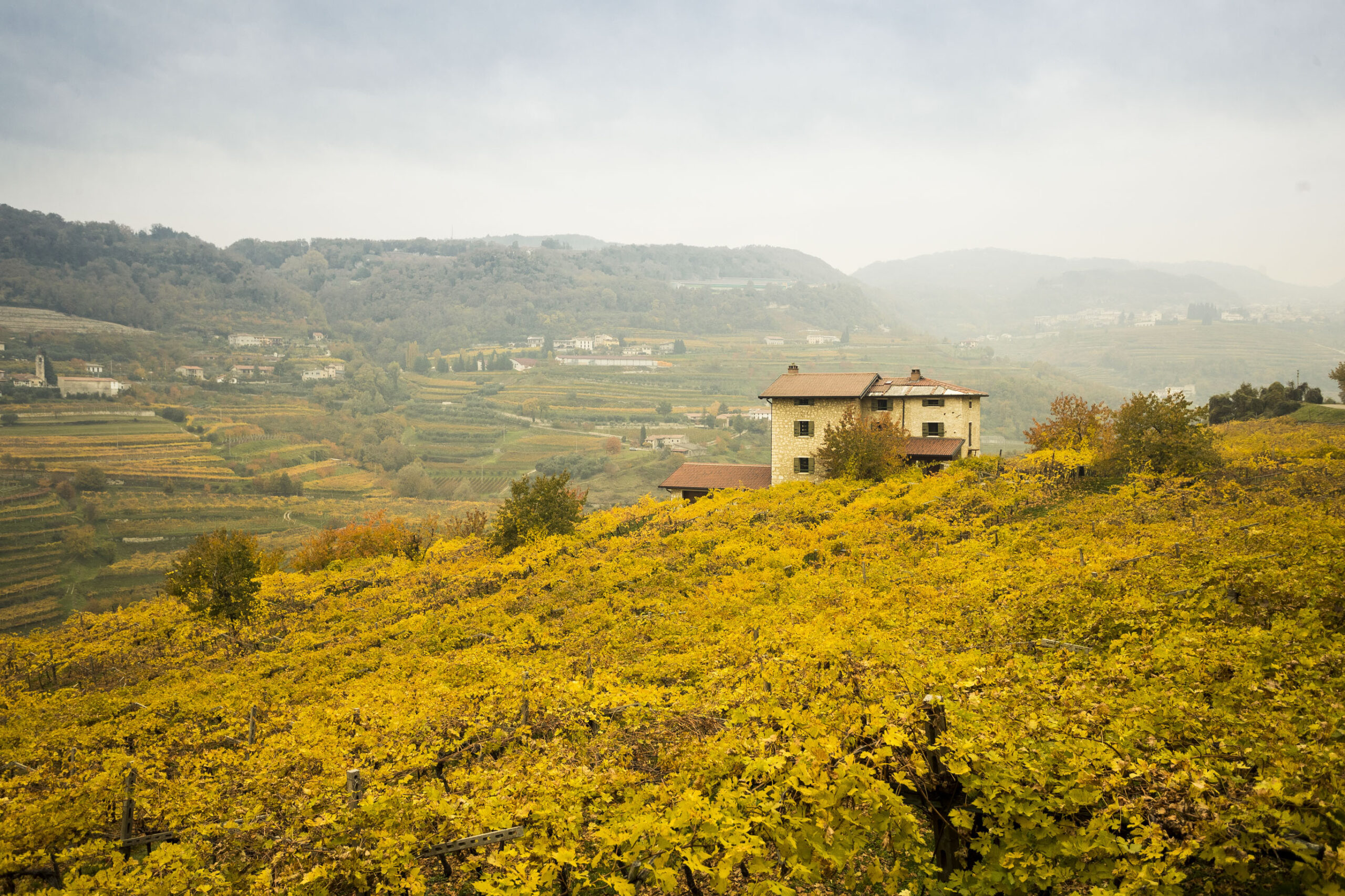 Valpolicella: One Region. Four Wines - Wine4Food