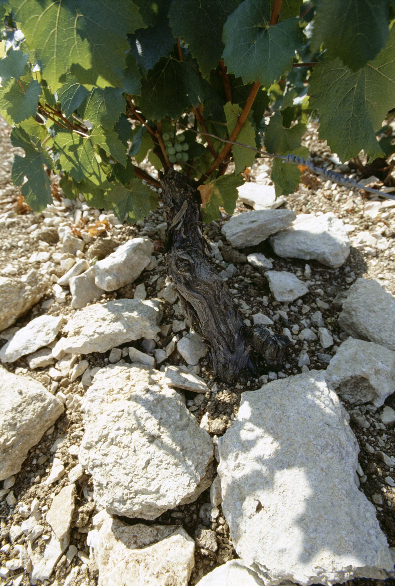 Chablis: It’s Not Just Any Chardonnay - Wine4Food