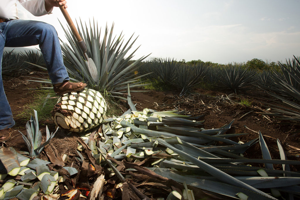 Tequila, Agave Pina and Coa Tool - Wine4Food - Wine4Food
