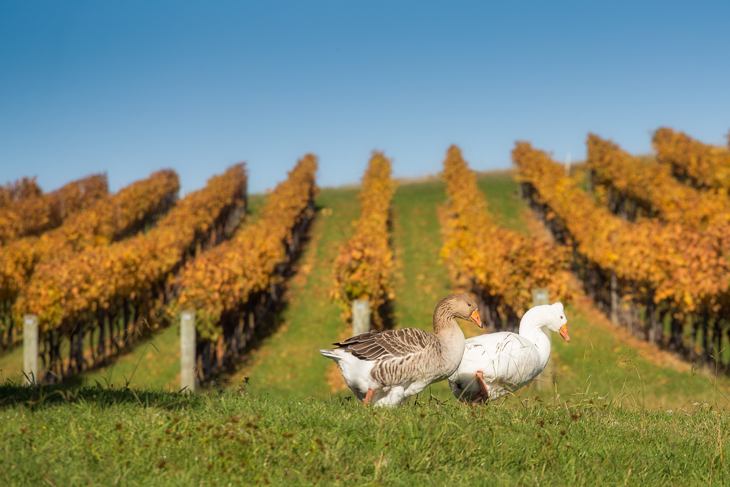 New Zealand Wines 101, Ruby Bay Vineyard, Nelson - Wine4Food - Wine4Food