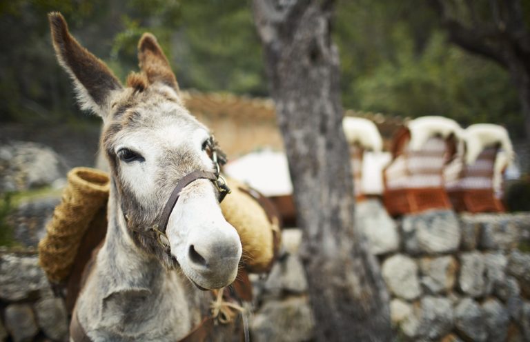 Following the Wine Trail in Mallorca - Wine4Food