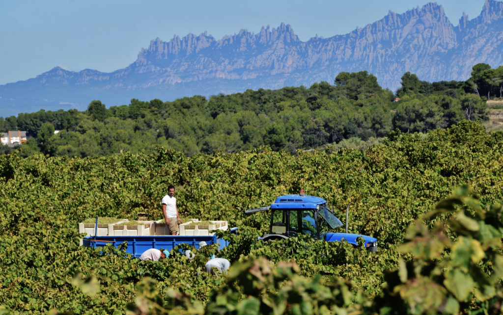 Here’s What You Need to Know About Catalan Wine - Wine4Food