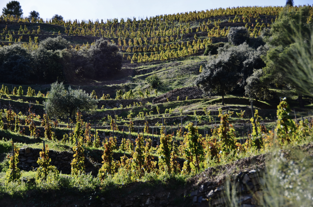 Here’s What You Need to Know About Catalan Wine - Wine4Food