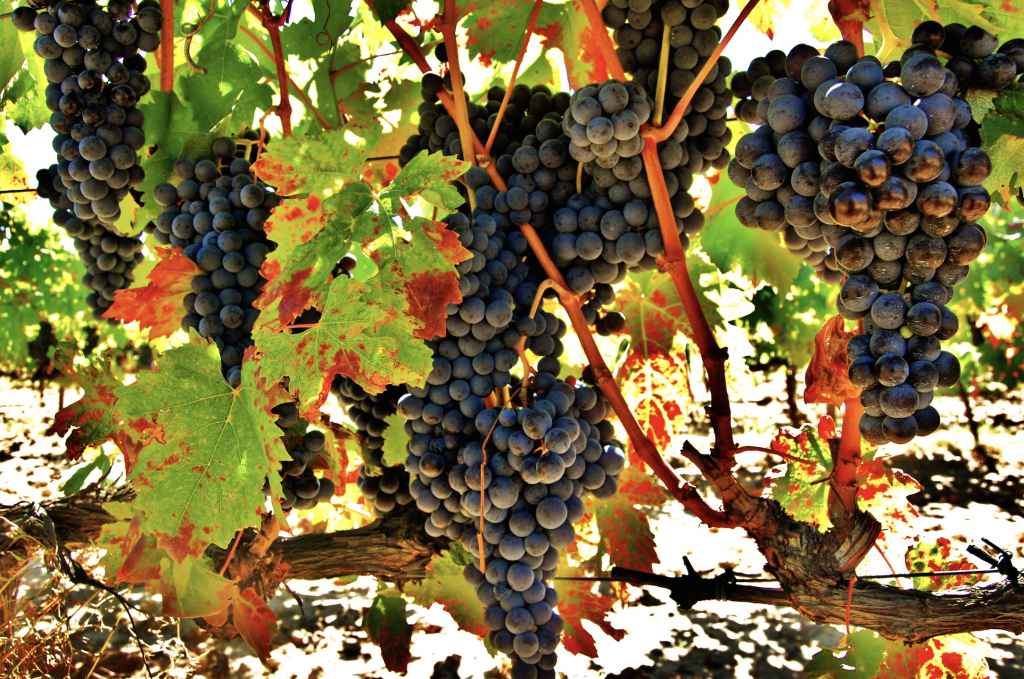 Here’s What You Need to Know About Catalan Wine - Wine4Food