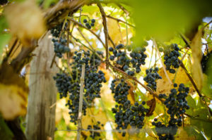 Melanie Sips the World: Discovering Virginia Wine Country - Wine4Food