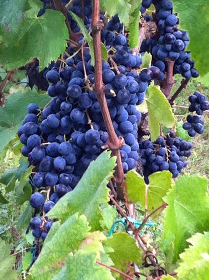 Everyone Loves Chianti: A Guide to the Tuscan Classic - Wine4Food