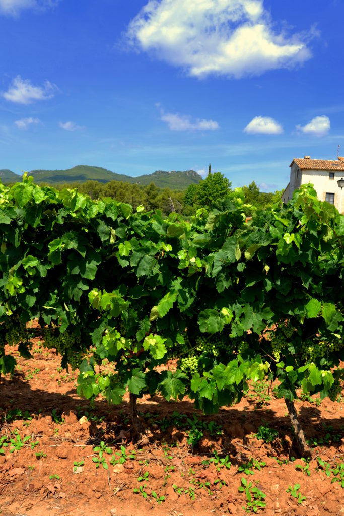 Cava: So Much More Than 'Spanish Champagne' - Wine4Food