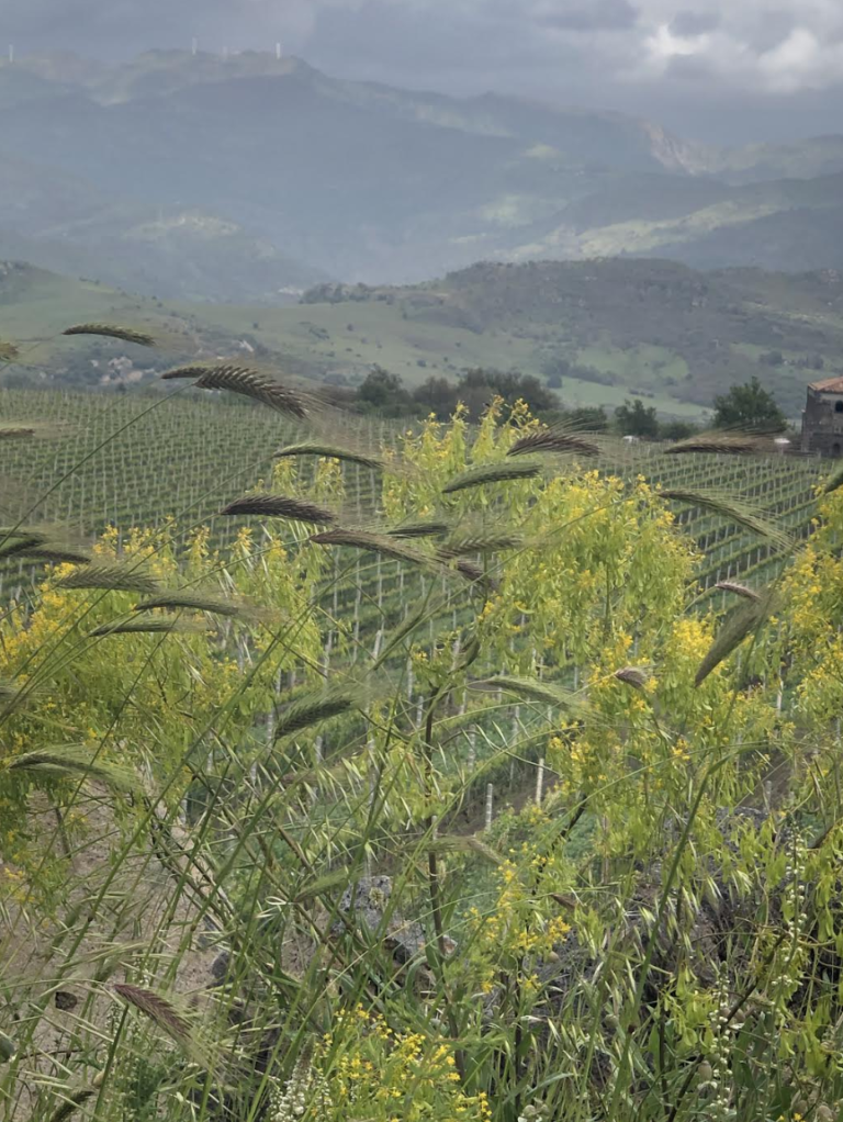Your Guide to Visiting Mount Etna: Wine and Luxury among the Lava ...