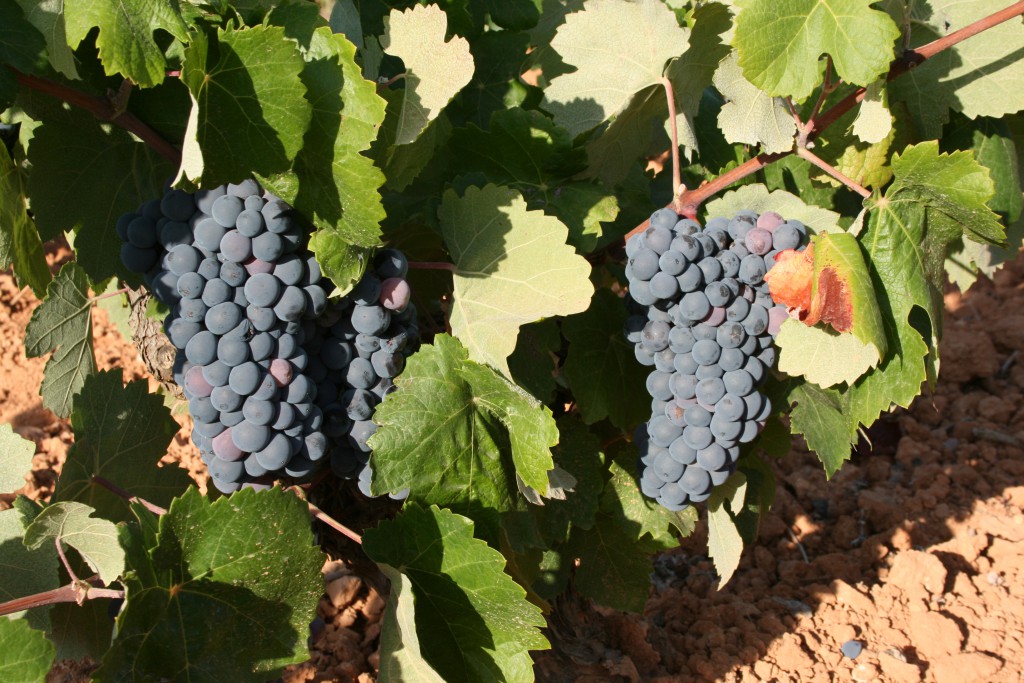 Beyond Tempranillo: Five Spanish Red Grapes to Discover - Wine4Food