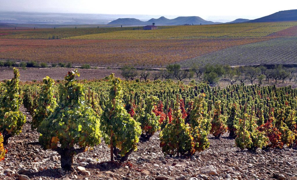 Beyond Tempranillo: Five Spanish Red Grapes to Discover - Wine4Food