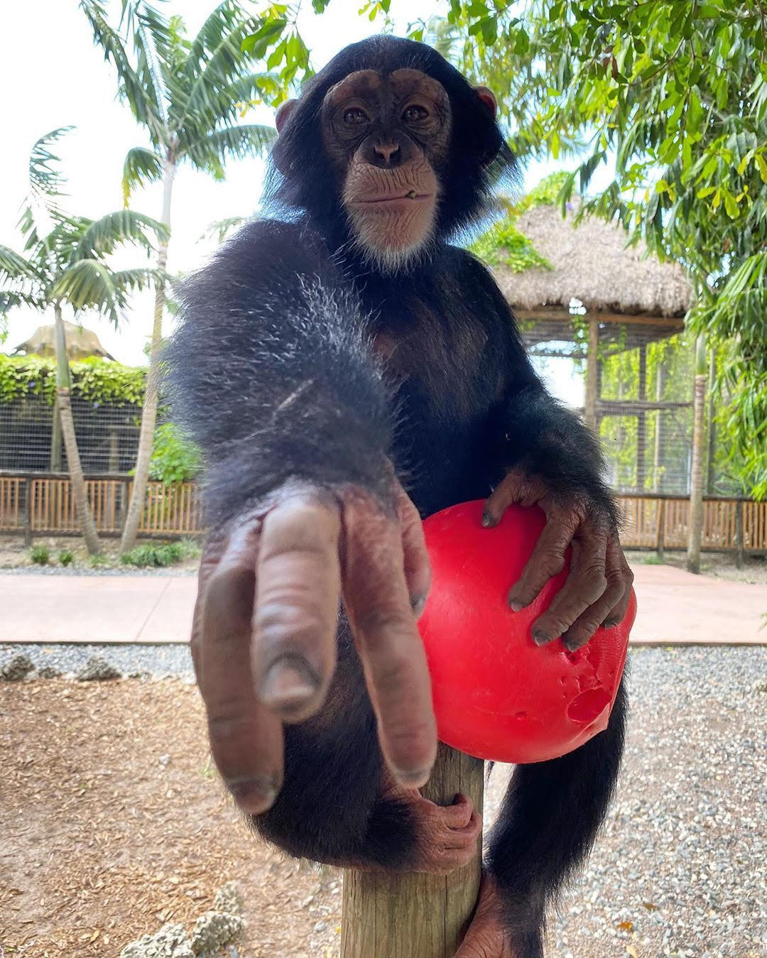 Limbani, the Internet Sensation of the Zoological Wildlife Foundation ...